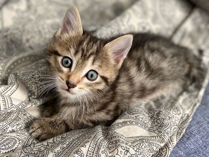 Девочка "пятнашка" в добрые руки