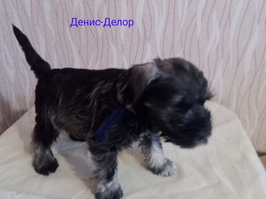 Щенки цвергшнауцера мальчики