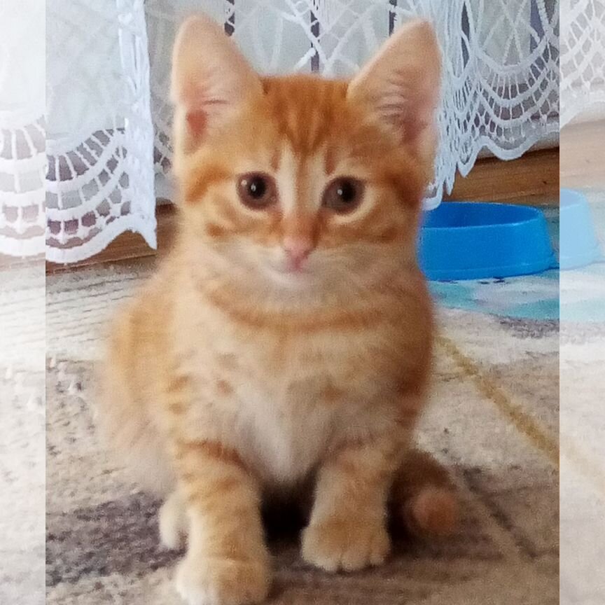 Кошечка 2мес.в добрые руки