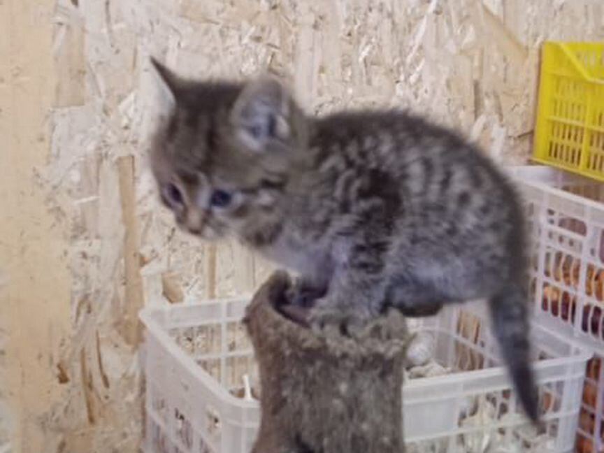 Отдам котят в хорошие и заботливые руки