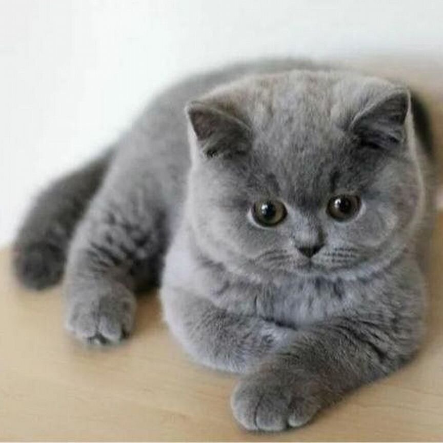 Британский короткошёрстный котёнок