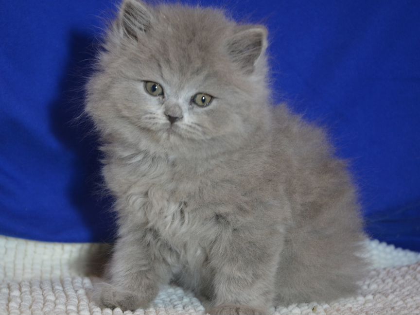 Британские хайленды