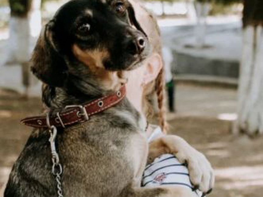 Маленькая собака