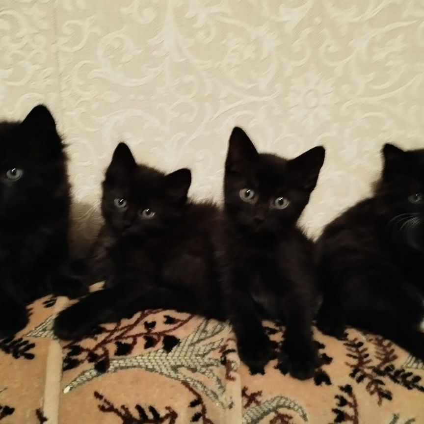Котята в добрые руки бесплатно