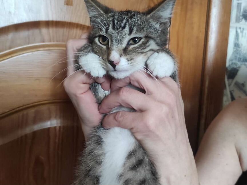 Котëнок