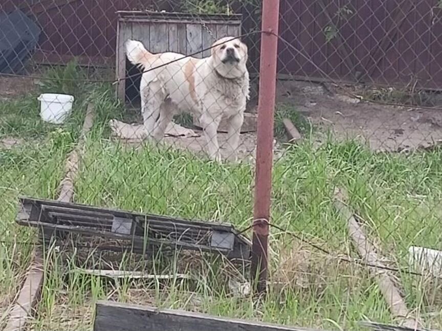 Алабай в добрые руки