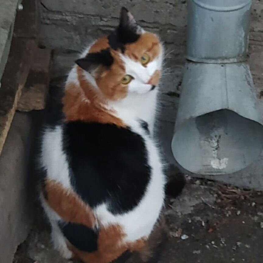 Кошечка в добрые руки