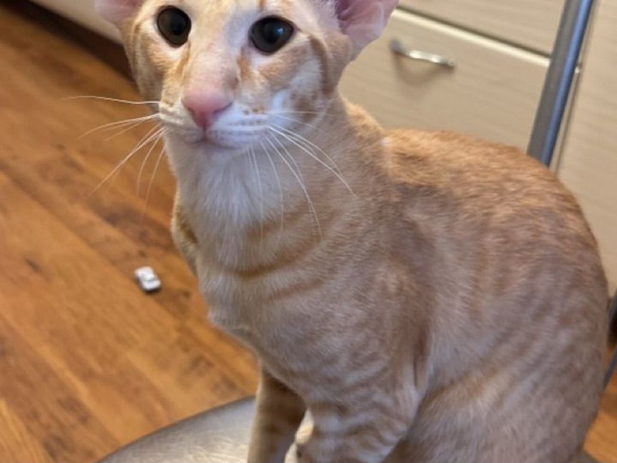 Ориентальная кошка