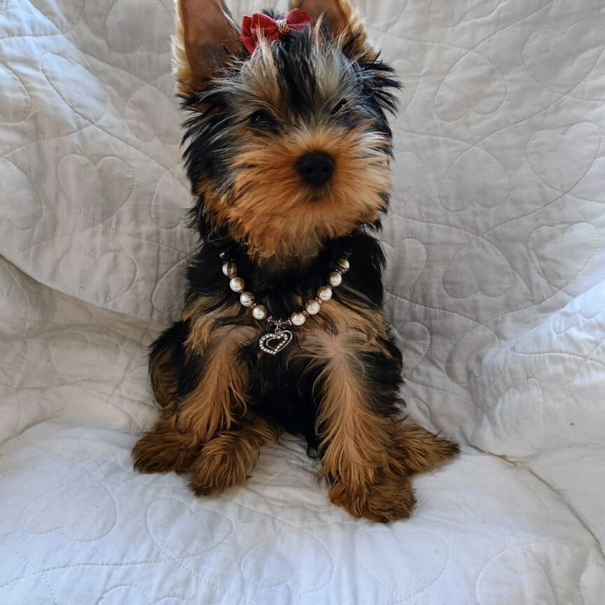 Девочки йорики -мажорики