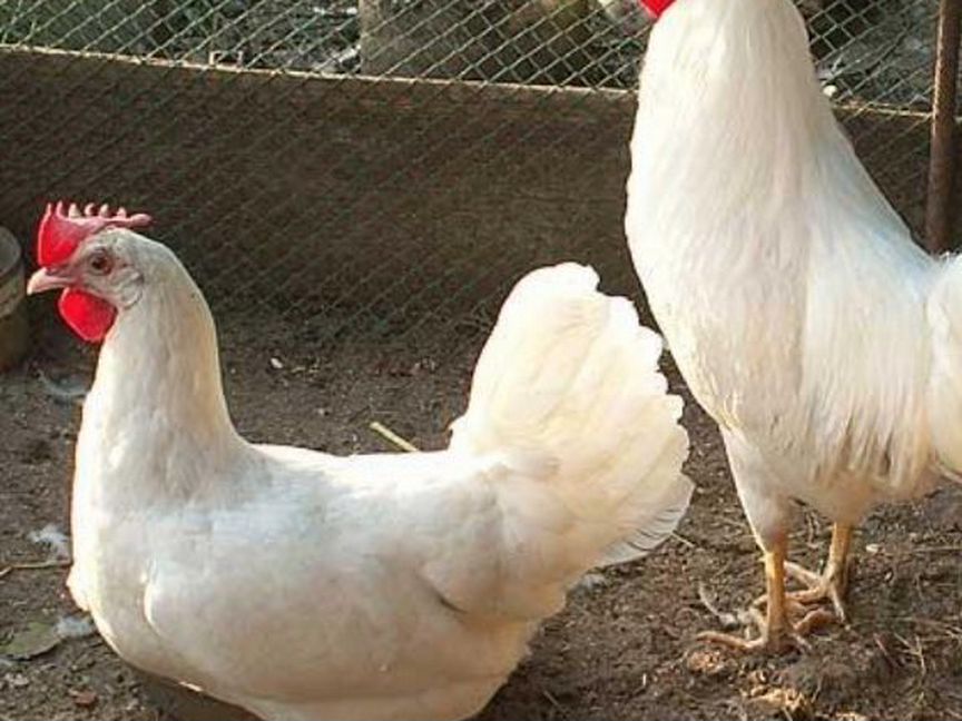 Куры несушки