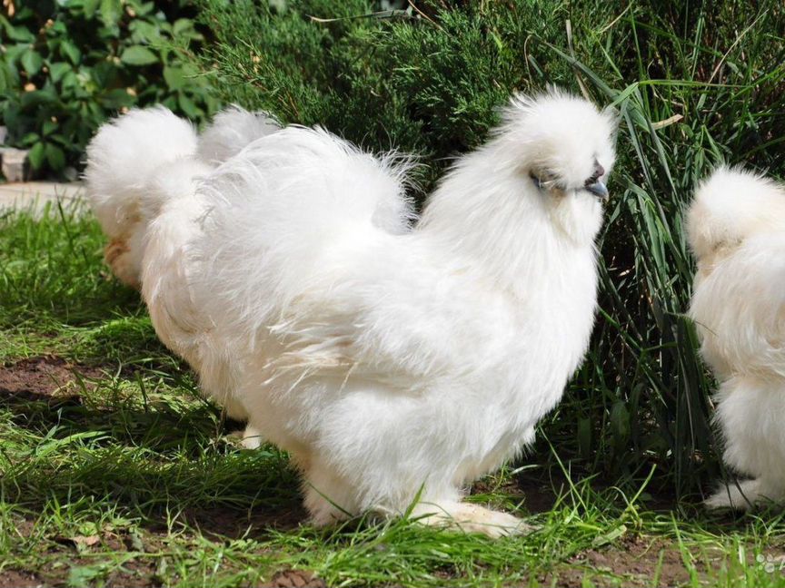 Китайские шелковые куры