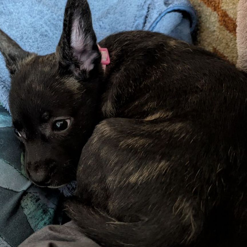 Французский бульдог, щенок