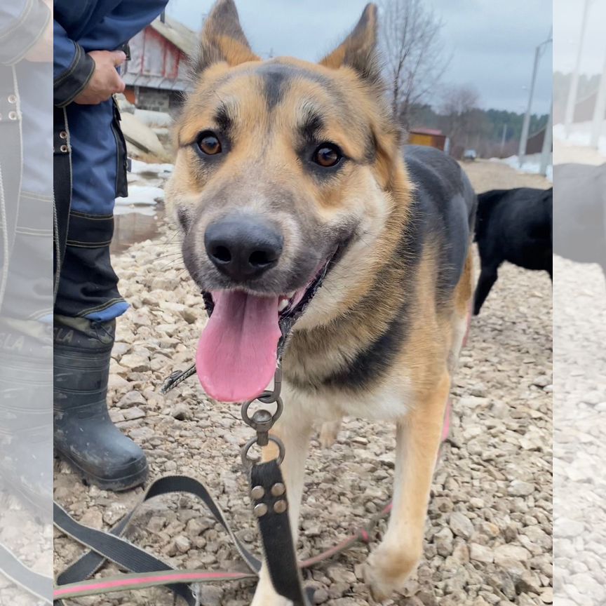 Щенок в добрые руки