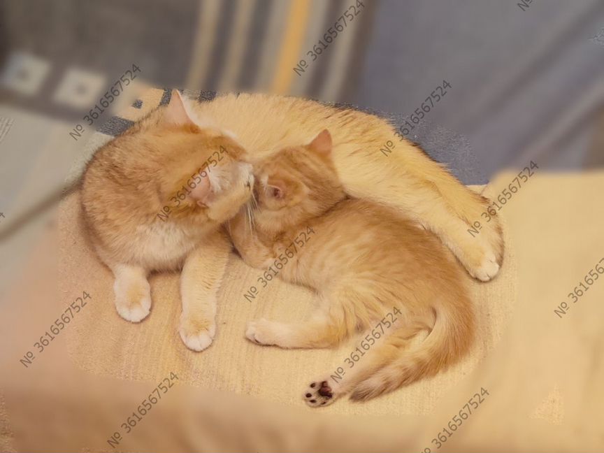 Котенок Зеленоглазые шиншиллы