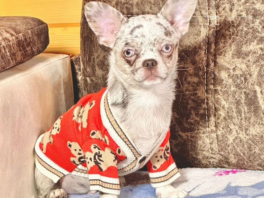 Мальчик Чихуахуа