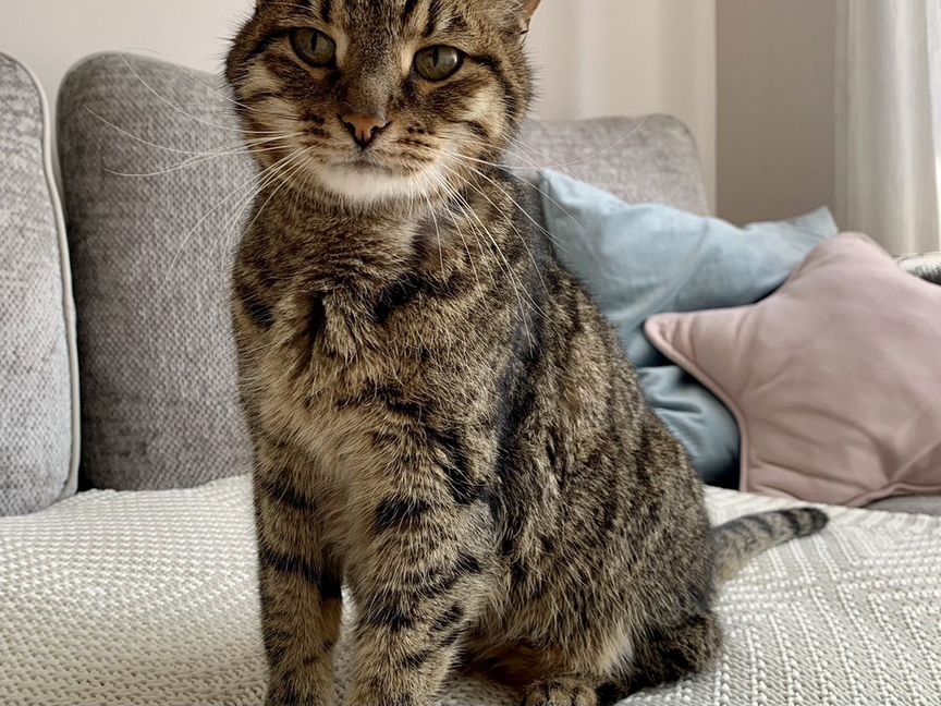 Кот - настоящий друг