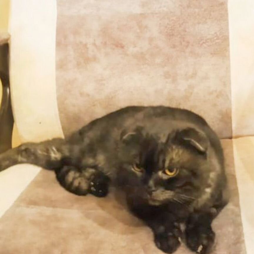 Котик