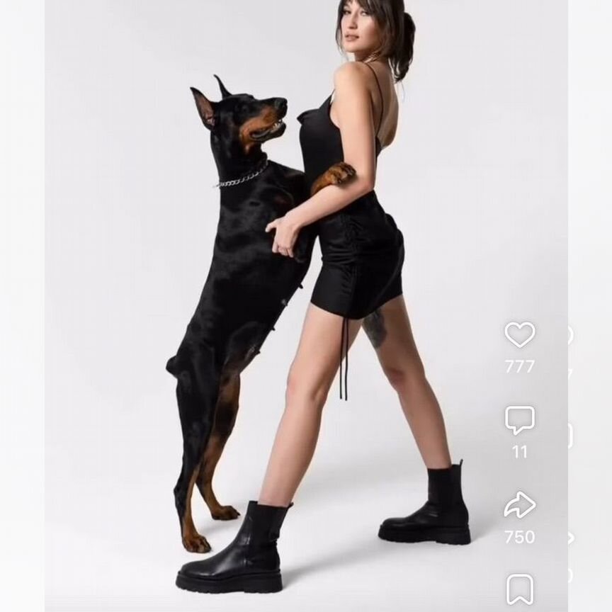 Доберман, взрослый пёс