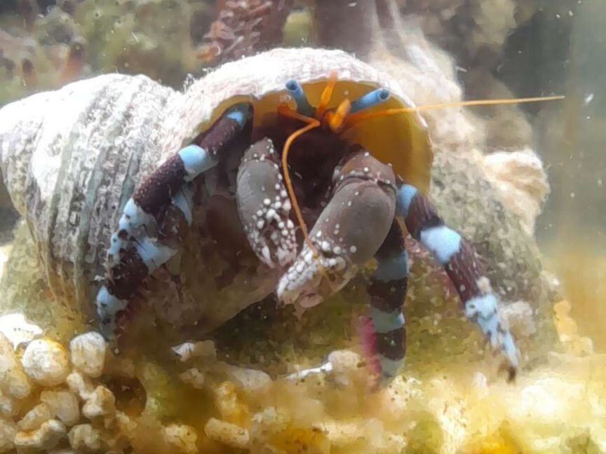 Морские рыбки