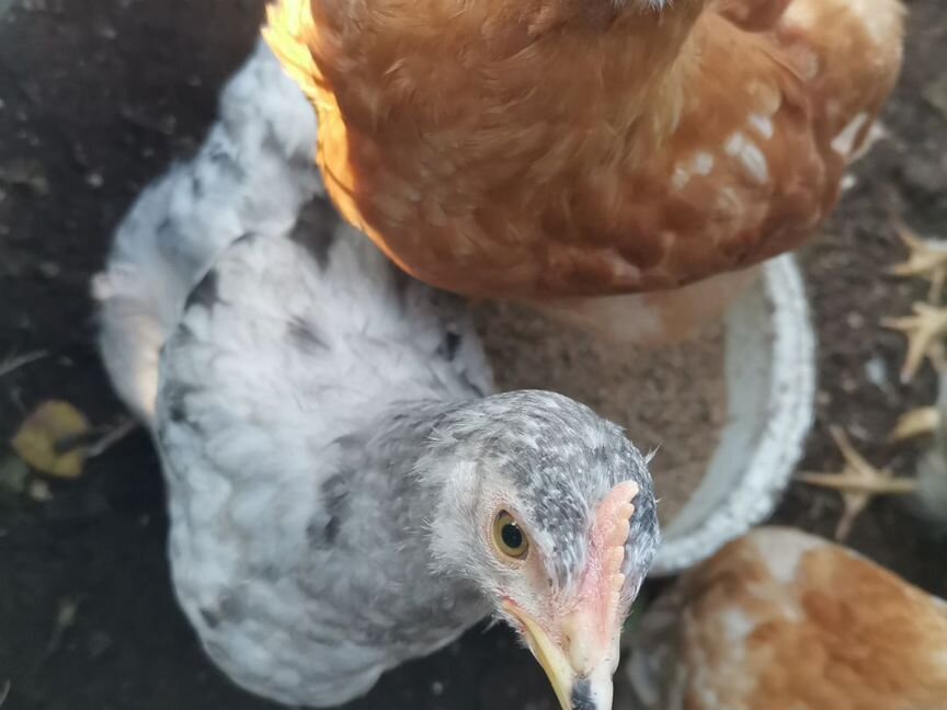 Цыплята несушки