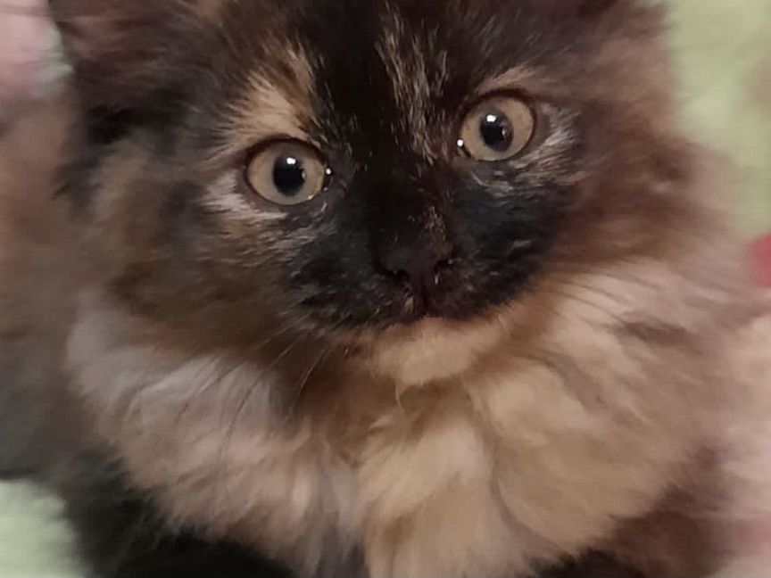 2 мес. котенок Даша ищет дом