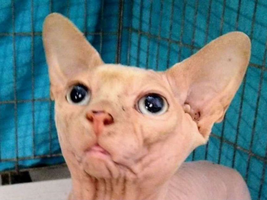 Сфинкс, мальчик, 10 месяцев, в добрые руки