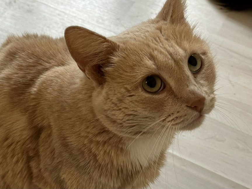 Котик Персиваль ищет дом