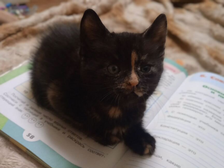 Котята в добрые руки приучены к лотку