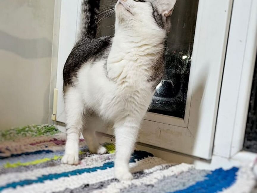 Трёхлапочка миниатюрная