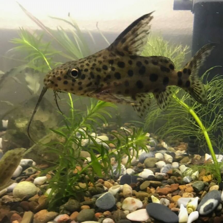 Отдам синодонтисов