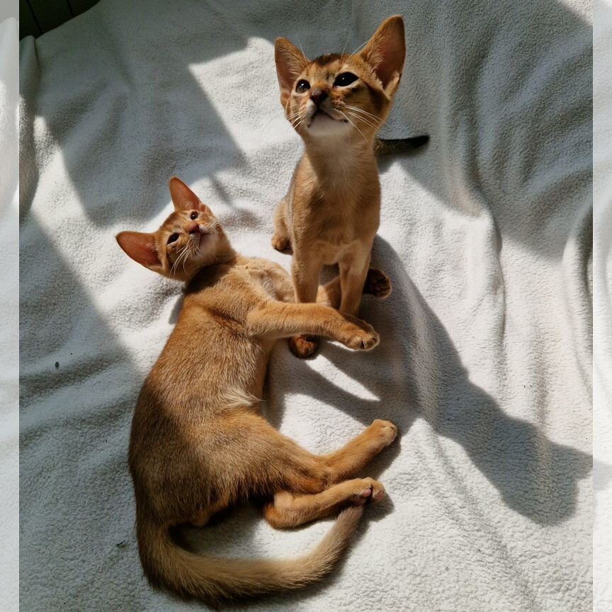 Абиссинские котята
