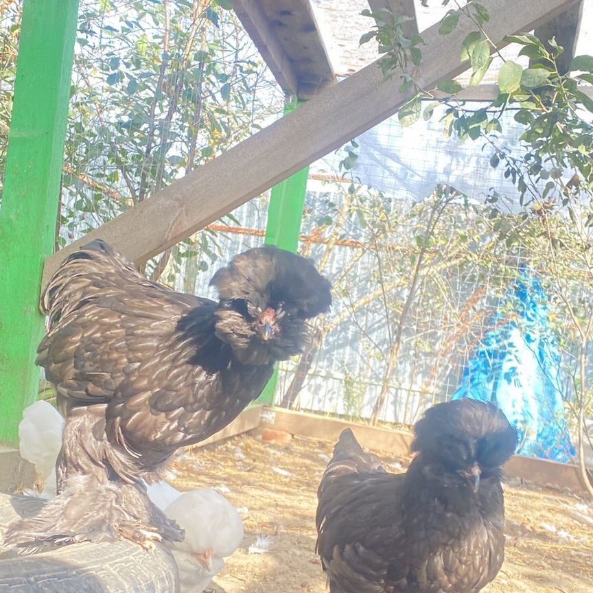 Куры султанка