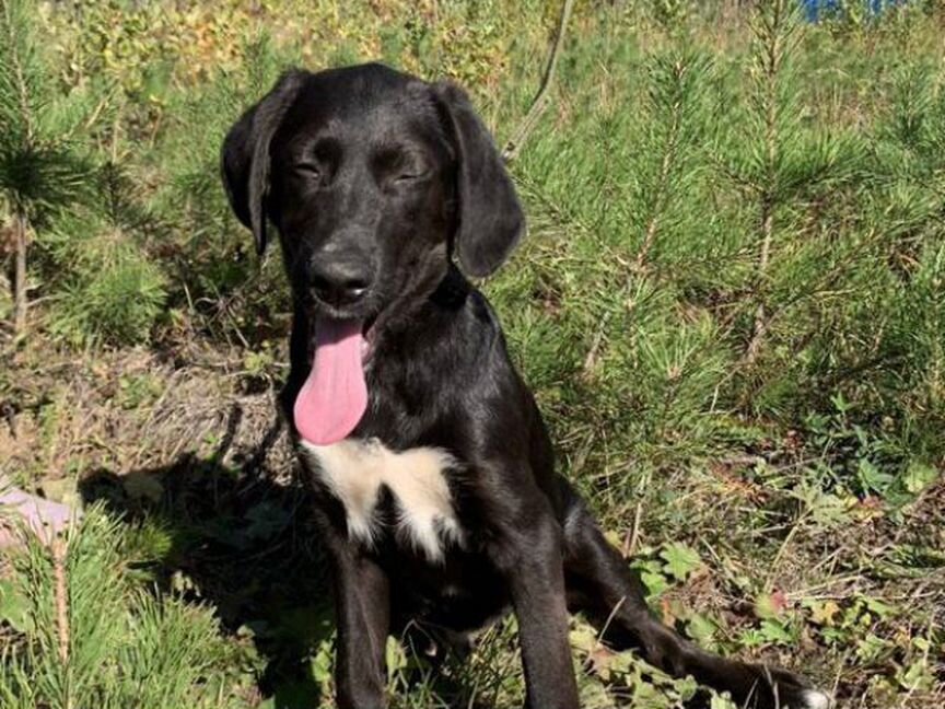 Собака в добрые руки