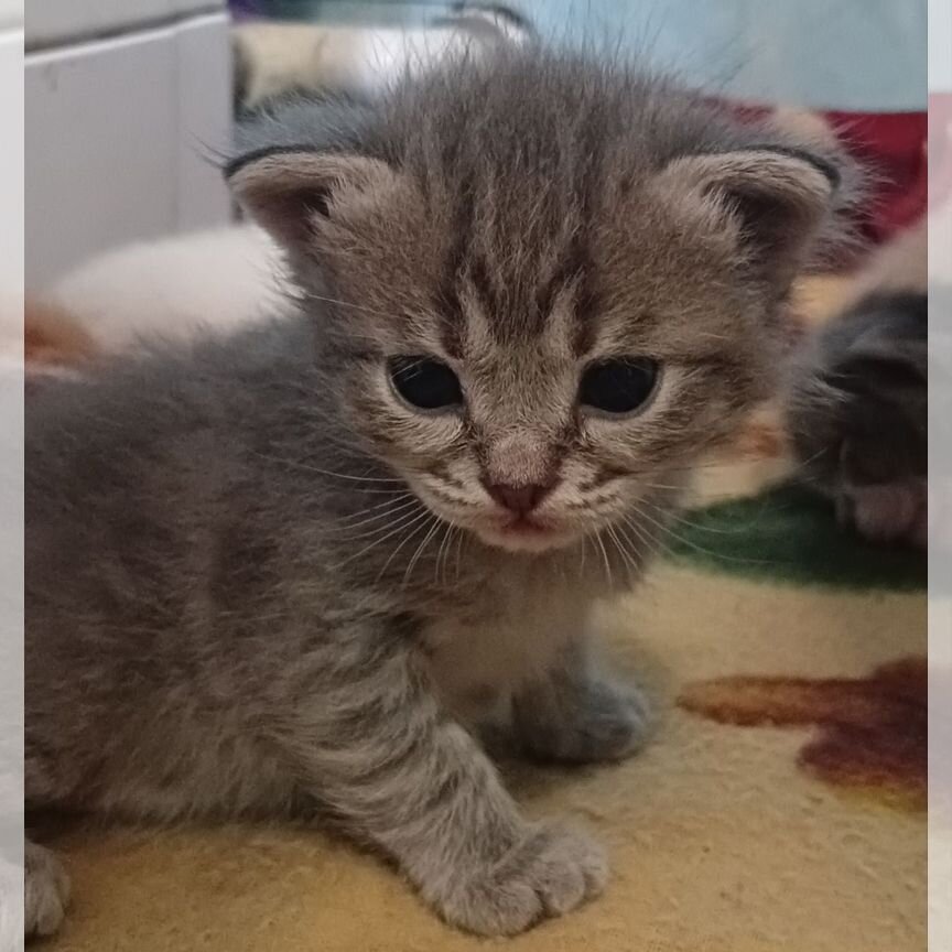 Отдаю прекрасных котят