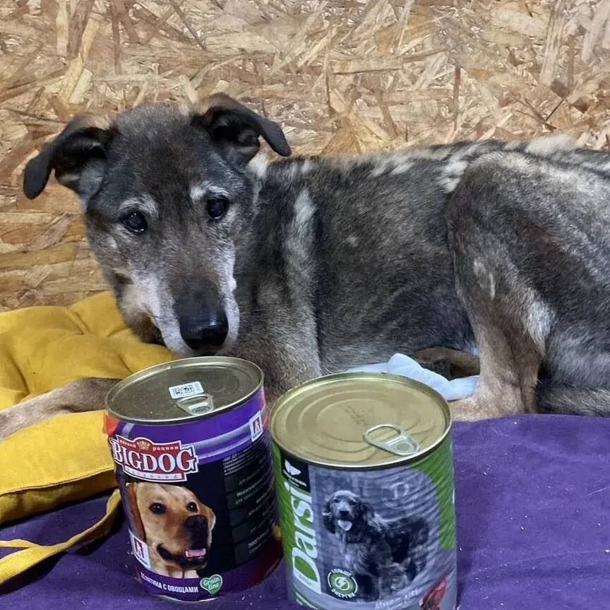 Взрослый пёс в добрые руки