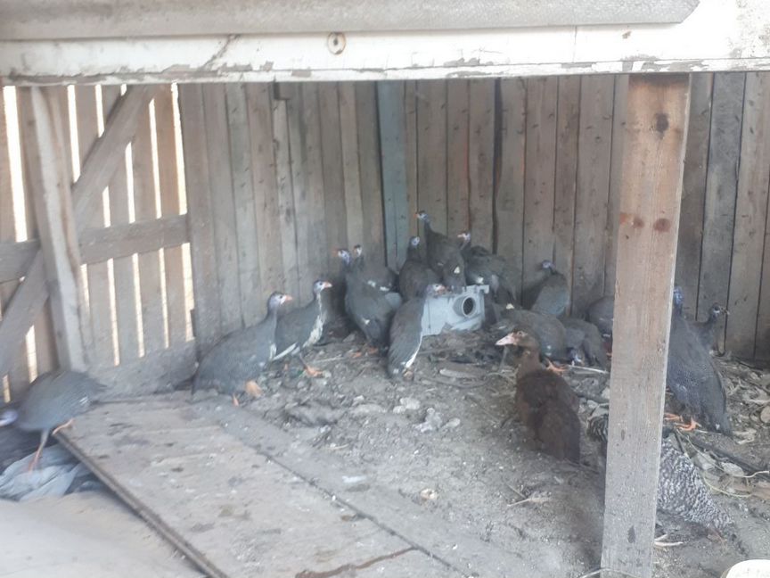 Цесарята а также цыплята