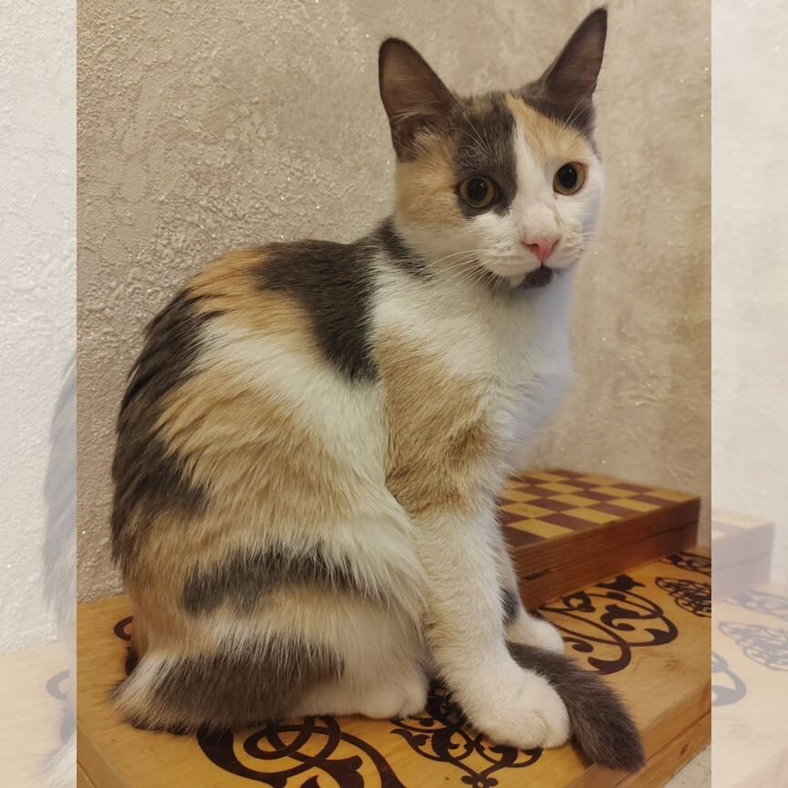 Сибирская, взрослая кошка