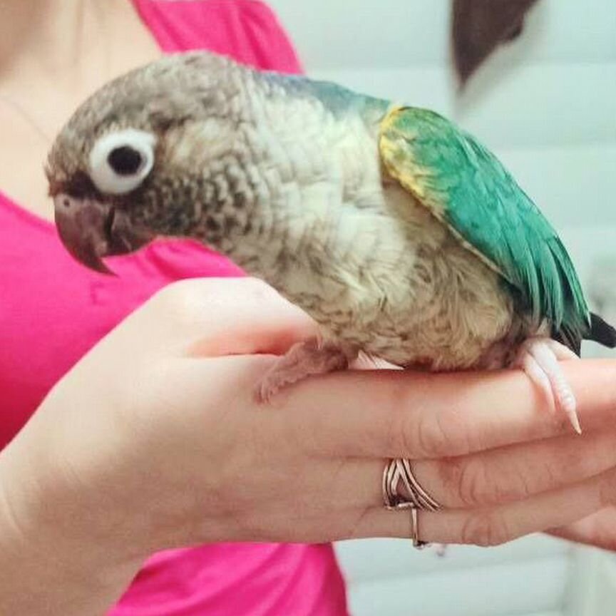 Попугай Пиррура выкормыш