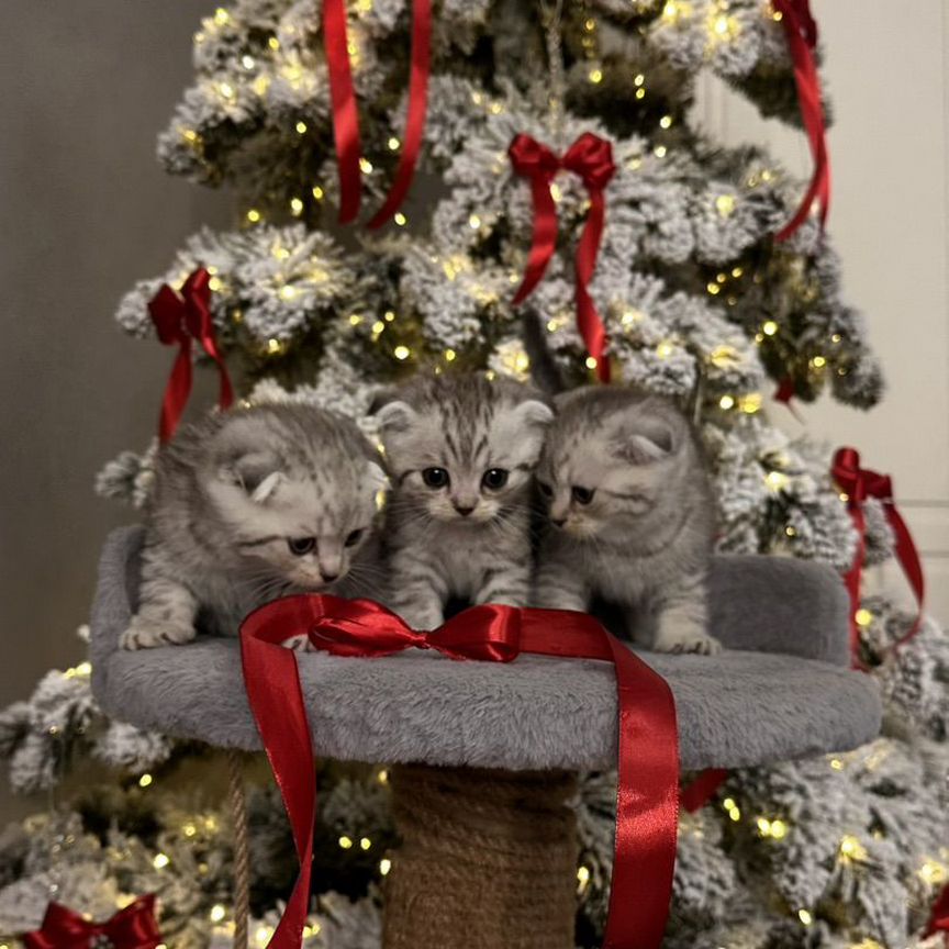Шотландские вислоухие котики