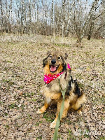 Красотку Рокси обижают другие собаки в приюте