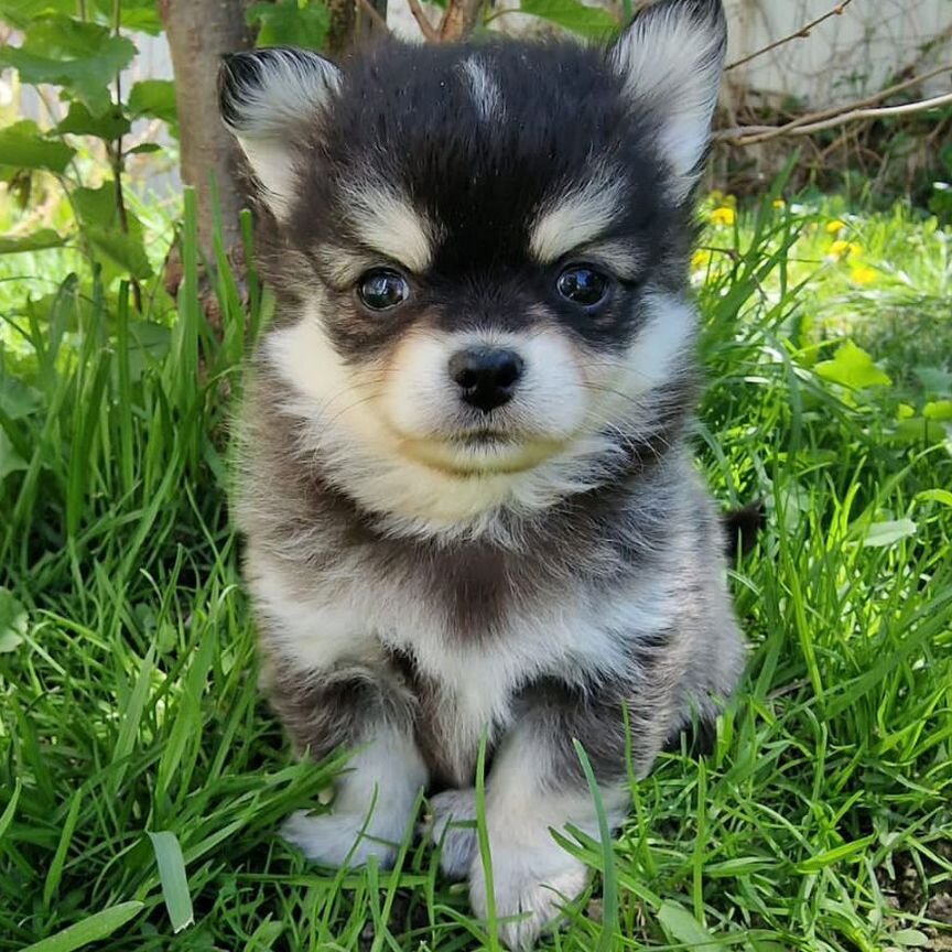 Помски щенки