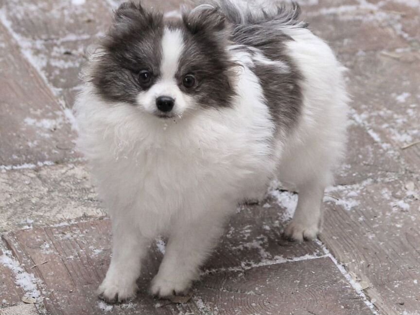 Подрощенная девочка шпица