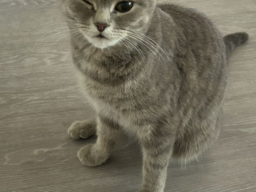 Найдена кошка