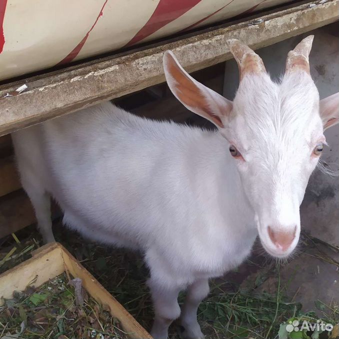 Заненский козёл