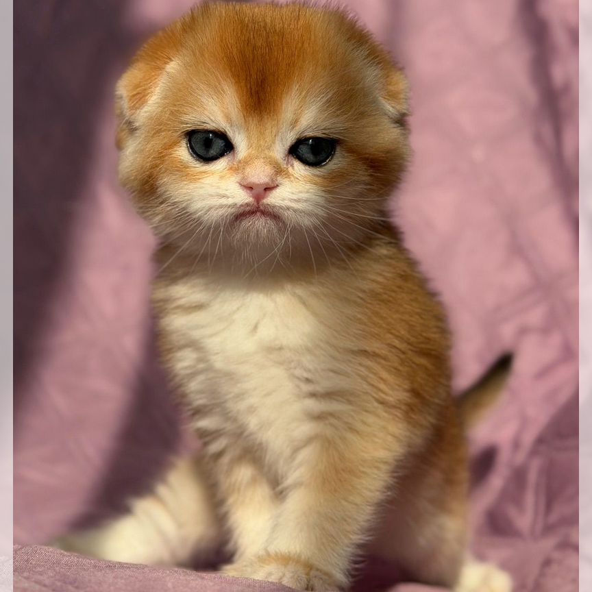 Шотландский вислоухий короткошёрстный котёнок