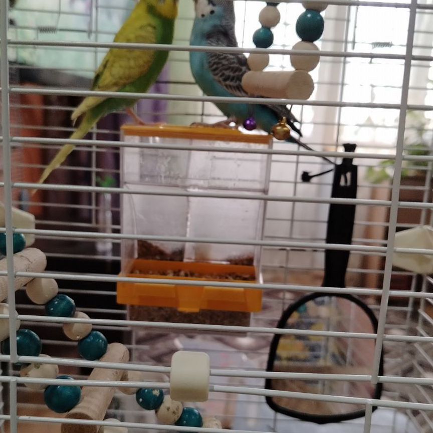 Волнистый попугай с клеткой