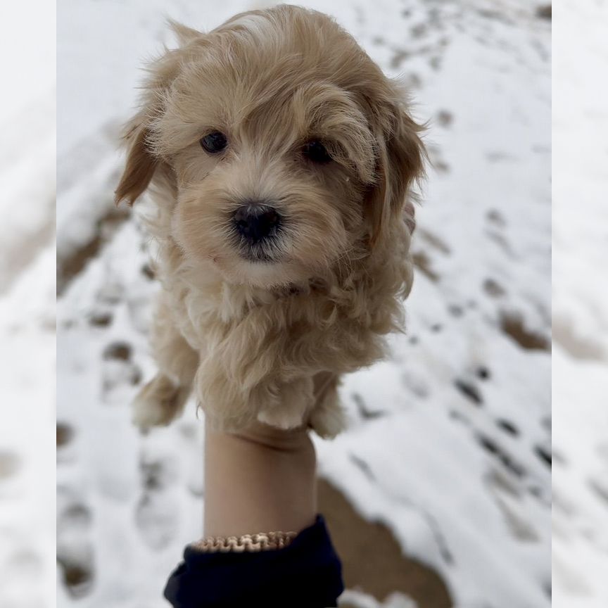 Мальтипу, щенок