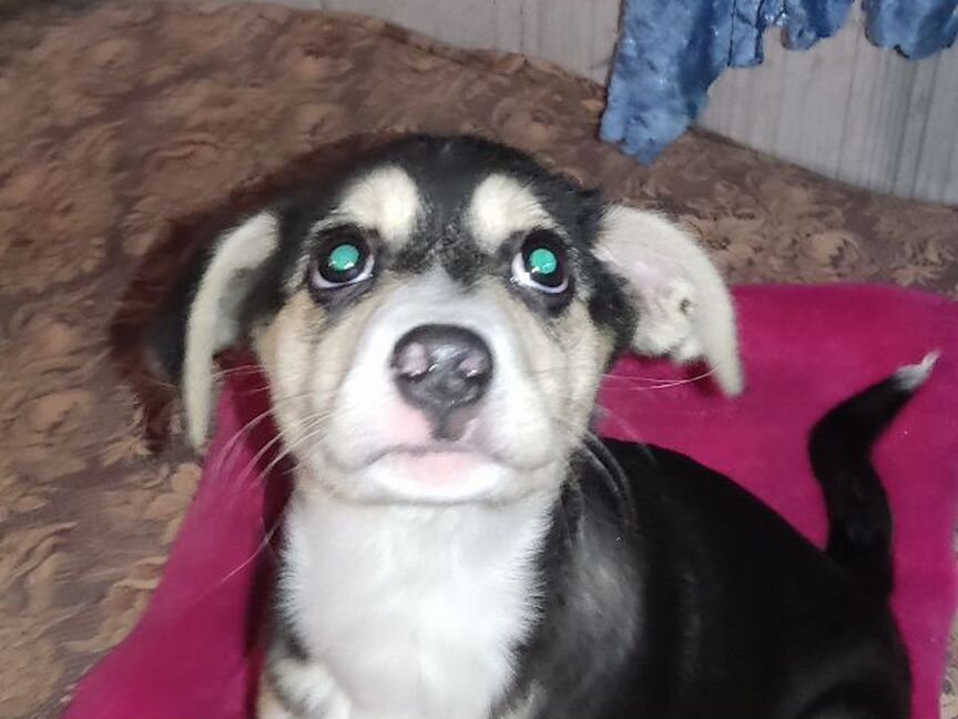 Щенок в добрые руки бесплатно