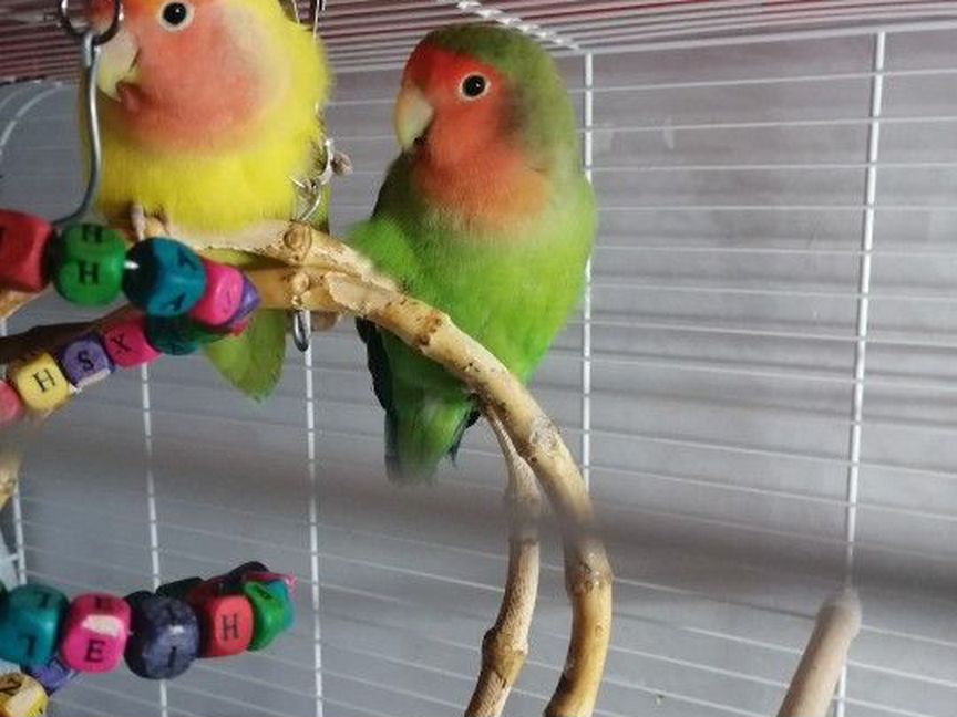 Пара неразлучников