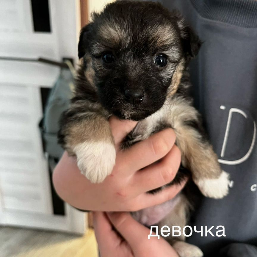 Собаки в добрые руки